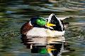 'USA, Washington State, Sammamish. preening Mallard Drake duck Yellow ...