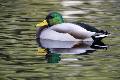 'USA, Washington State, Sammamish. Yellow Lake with male drake mallard ...