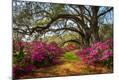'South Carolina Spring Flowers Charleston SC Lowcountry Scenic Nature ...