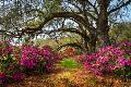 'South Carolina Spring Flowers Charleston SC Lowcountry Scenic Nature ...