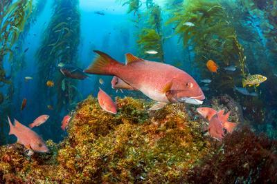 'Female California sheephead in Giant kelp, California, USA ...