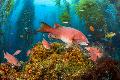'Female California sheephead in Giant kelp, California, USA ...