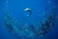 Atlantic sailfish attacking Spanish Sardines, Gulf of Mexico ...