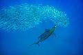 Atlantic sailfish attacking Spanish sardines, Gulf of Mexico ...