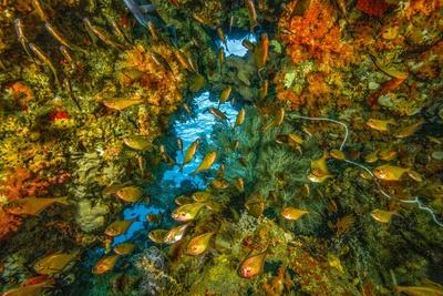 'Underwater cave with Dusky sweepers and Soldierfish, Pacific Ocean ...