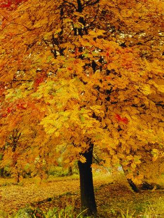 'Ash Tree, Autumn Foliage, Peak District National Park, Derbyshire ...