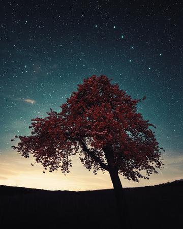 'Midnight Tree' Giclee Print - David Keochkerian | Art.com
