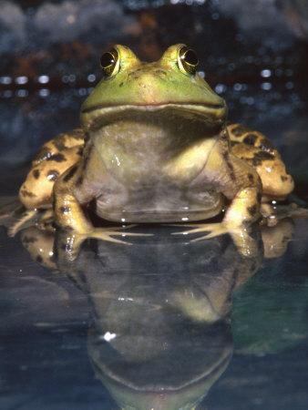 'American Bullfrog, Native to USA' Photographic Print - David Northcott ...