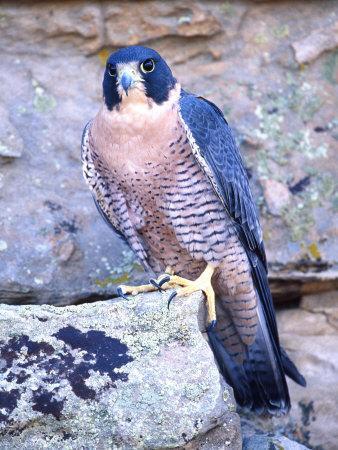 'Peregrine Falcon in Flight, Native to USA' Photographic Print - David ...