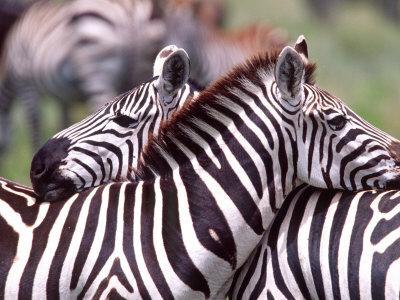 'Zebras at Rest, Tanzania' Photographic Print - David Northcott | Art.com