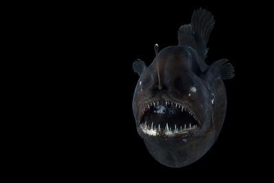'Angler Fish (Melanocetus Murrayi) Mid-Atlantic Ridge, North Atlantic ...