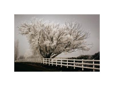 'Frosted Tree and Fence' Giclee Print - David Winston | Art.com