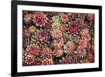 Succulents Framed Giclee Print - David Winston | Art.com