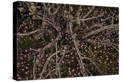'Table Rock Ground Cover' Stretched Canvas Print - David Winston | Art.com