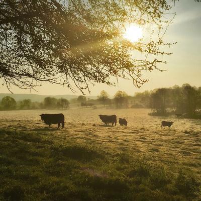 Sunday Sunrise with Cows Art Print - Dawne Polis | Art.com