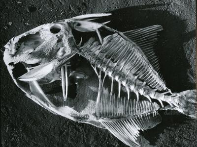 'Dead Fish, Bones, Sand, c. 1965' Photographic Print - Brett Weston ...