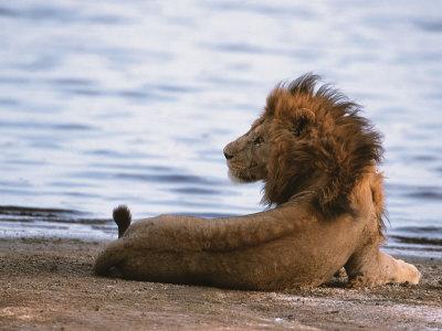 'Portrait of Male African Lion, Tanzania' Photographic Print - Dee Ann ...