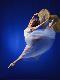 'Ballerina Dancing' Photographic Print - Dennis Degnan | Art.com