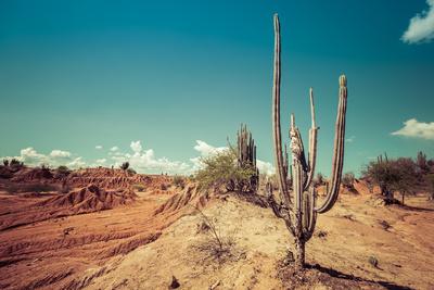 Desert, Cactus in Desert, Tatacoa Desert, Columbia, Latin America ...