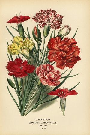 'Carnation, Dianthus Caryophyllus.' Giclee Print - Désiré Georges Jean ...
