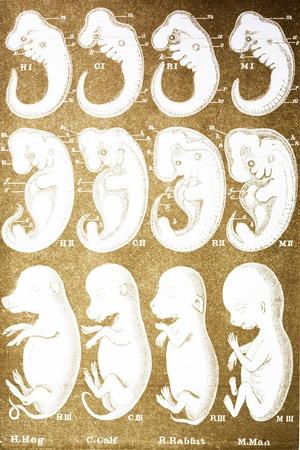 'Development Stages of Embryos of Hog, Calf, Rabbit and Man' Giclee ...