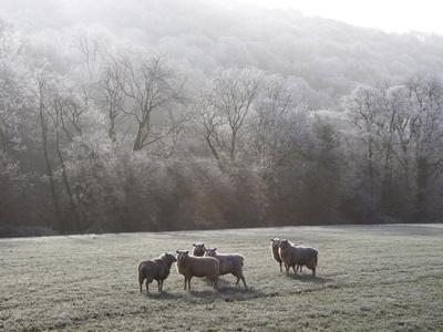 'Devon Sheep, Exe Valley, Devon, England, United Kingdom, Europe ...