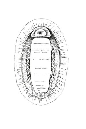 Chiton Diagram