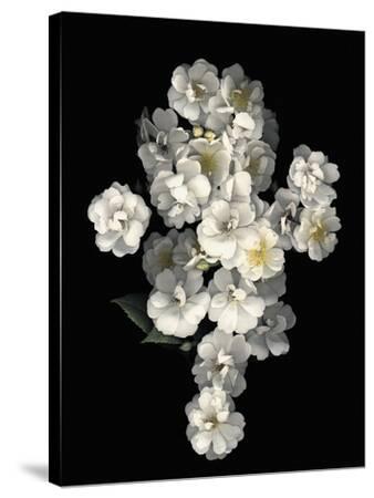 Floral Illusion - Bloom Stretched Canvas Print - Diane Lucas | Art.com