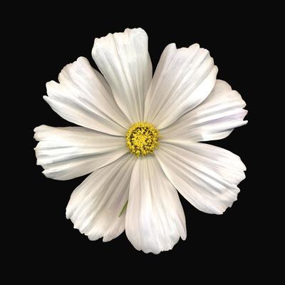White Perfection II Giclee Print - Diane Lucas | Art.com