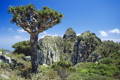 'Dragon's Blood Tree' Photographic Print - Diccon Alexander | Art.com