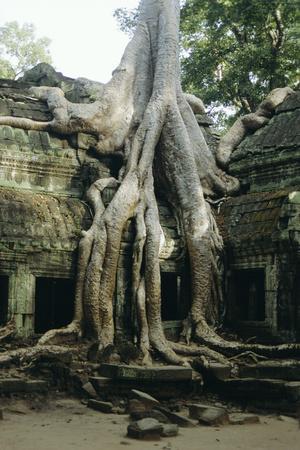 'Roots of a Kapok Tree' Photographic Print - Diccon Alexander | Art.com