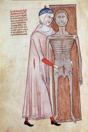 'Dissection from the Abdomen of a Cadaver 1345' Giclee Print | Art.com
