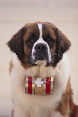 'St. Bernard' Photographic Print - DLILLC | Art.com