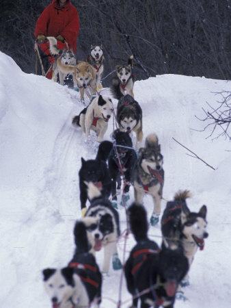 'Dog Sled Racing in the 1991 Iditarod Sled Race, Alaska, USA ...