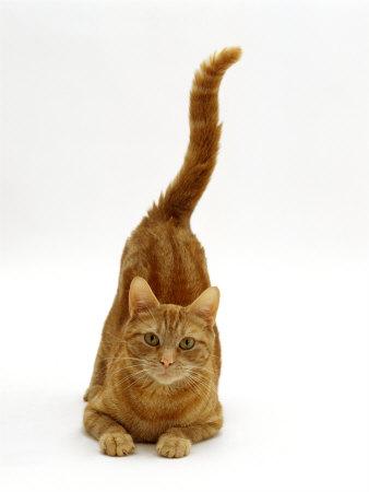'Domestic Cat, Ginger Tabby Female with Rear End and Tail in Air after ...