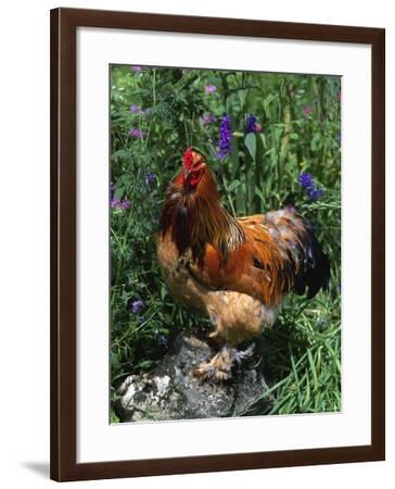 Domestic Chicken, Mixed Breed Rooster, USA Photographic Print by Lynn M ...