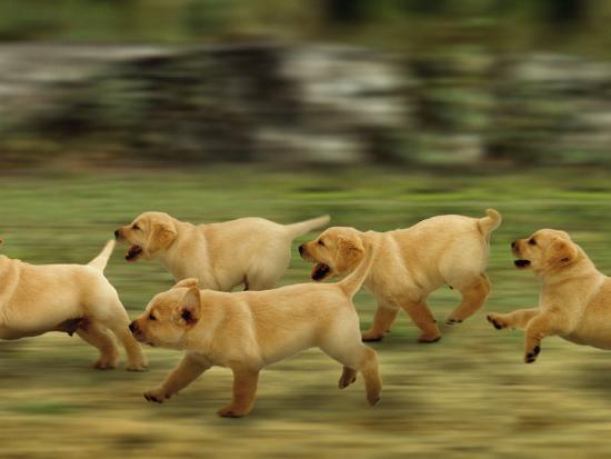 Domestic Dogs, Labrador Puppies Running Photographic Print by Jane ...