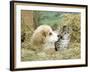 'Domestic Kitten (Felis Catus) with Puppy (Canis Familiaris) in Hay ...