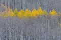 'USA, Colorado, Gunnison National Forest. Aspen trees with yellow tops ...