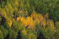'USA, Colorado, Uncompahgre National Forest. Landscape with forest in ...