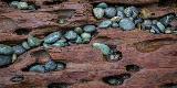 USA, Washington State, Fort Flagler State Park. Close-up of beach rocks ...