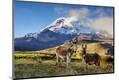 'Donkeys and Chimborazo Volcano, Chimborazo Province, Ecuador, South ...