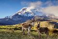 'Donkeys and Chimborazo Volcano, Chimborazo Province, Ecuador, South ...