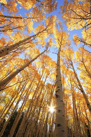 'Aspen Trees with Fall Color, San Juan National Forest, Colorado ...