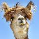 'Colorful Photograph of an Isolated Alpaca with Wild, Messy, Funny Hair ...