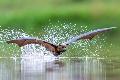 'Grey-headed flying-fox taking a high-speed belly dip into water to ...