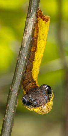 'Snake-mimic caterpillar, that resembles a viper, Costa Rica ...