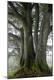 'Beech Trees' Photographic Print - Dr^ Keith | Art.com