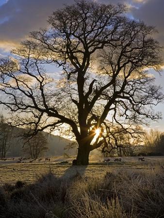 'Oak Tree (Quercus Sp.) In Winter' Photographic Print - Dr. Keith ...