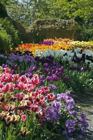 'Tulip (Tulipa Sp.) Borders' Photographic Print - Dr. Keith Wheeler | Art.com